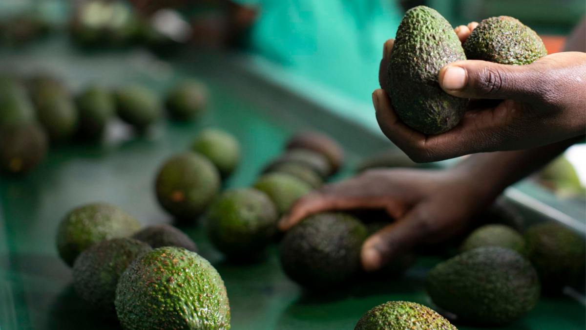 Avocado Market Trends 2021 – InspiraFarms