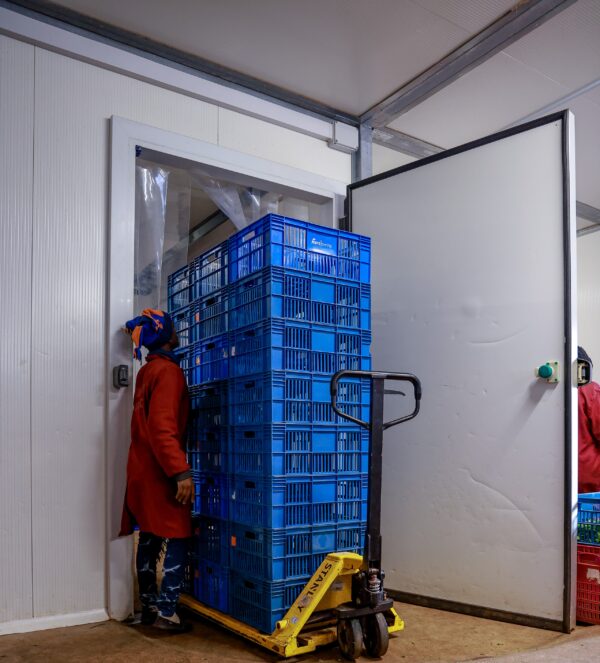 5 tips to optimise the performance of your cold room – InspiraFarms