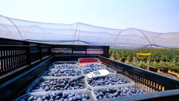 2023 in review: Top 8 News Impacting Africa’s Fresh Produce Export ...