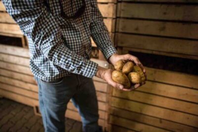 Efficient Potato Cold Storage: Solutions for Long-Term Preservation ...