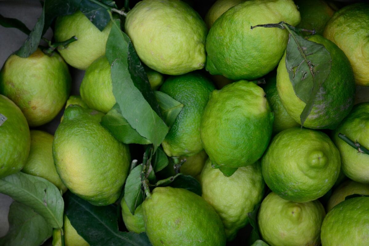 Zimbabwe’s citrus grower AshFresh benefits from a cold room for export ...